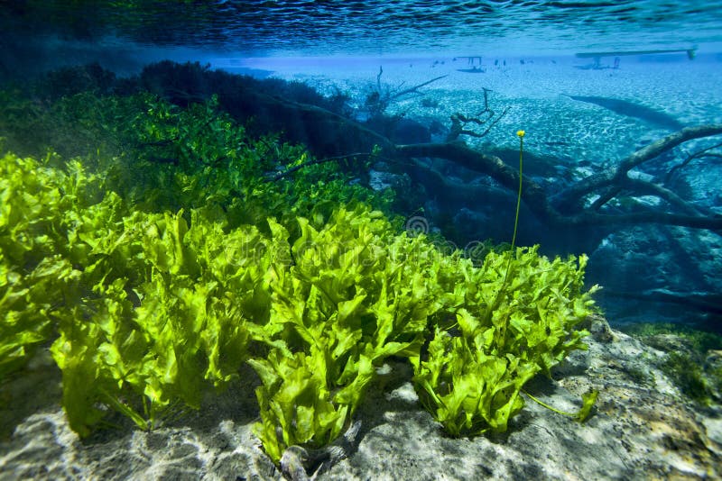 Submersed Plants Scenic - Cypress Springs Stock Image - Image of ...