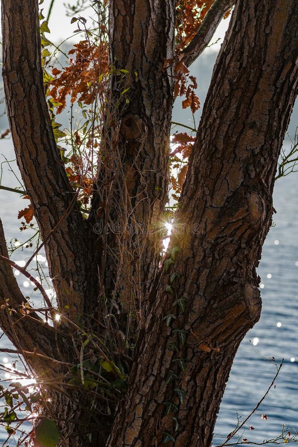 Tree Trunk with Sun Flares on the Shore of a Lake Stock Image - Image ...