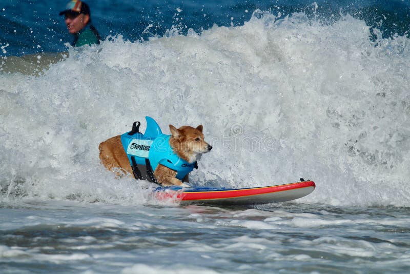 Dog Surfing Event in Huntington Beach California Editorial Image ...