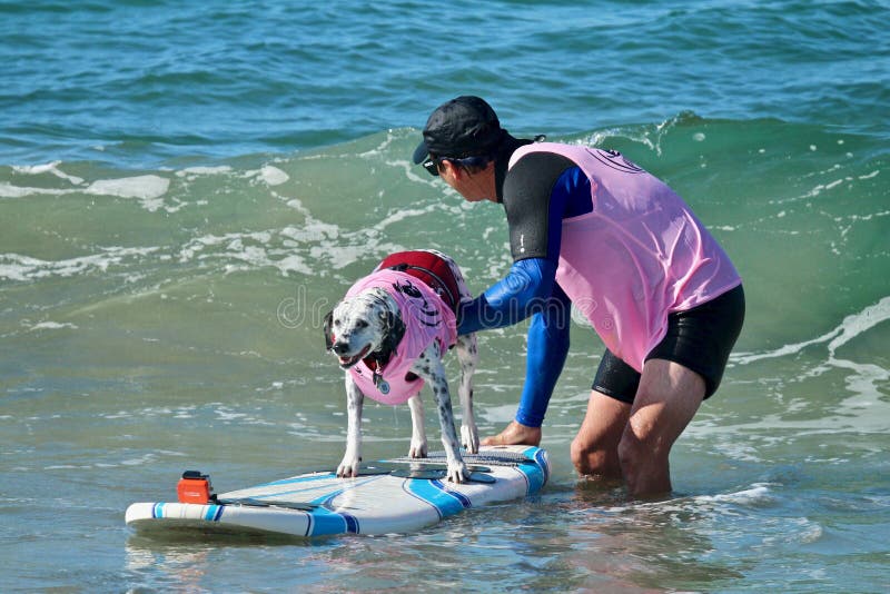 Dog Surfing Event in Huntington Beach California Editorial Photography ...