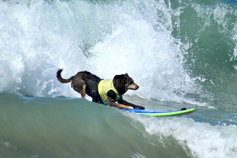 Dog Surfing Event in Huntington Beach California Editorial Image ...