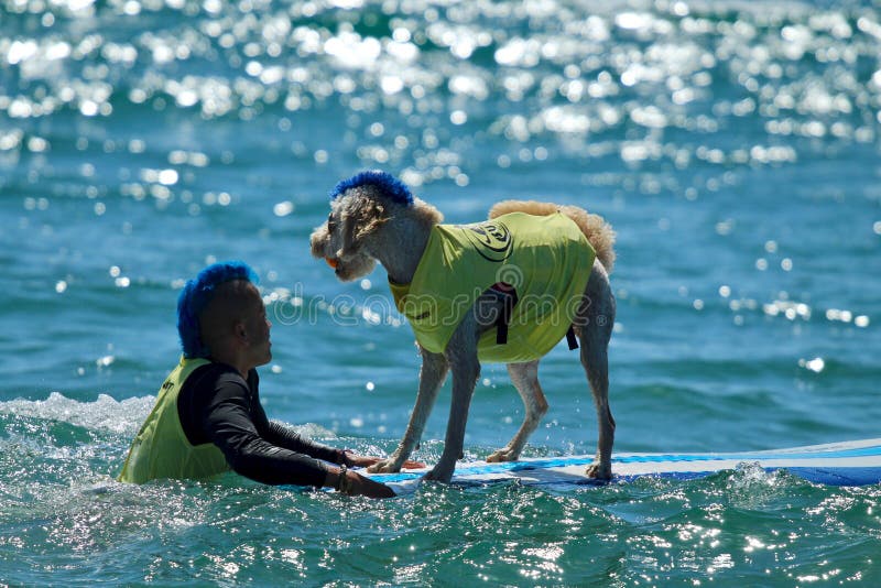 Dog Surfing Event in Huntington Beach California Editorial Stock Image ...