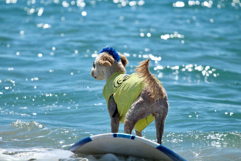 Dog Surfing Event in Huntington Beach California Editorial Photo ...