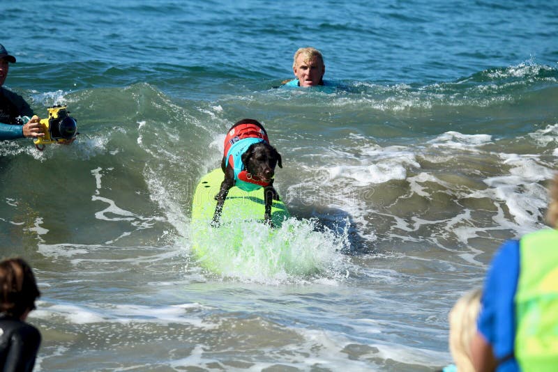 Dog Surfing Event in Huntington Beach California Editorial Stock Photo ...