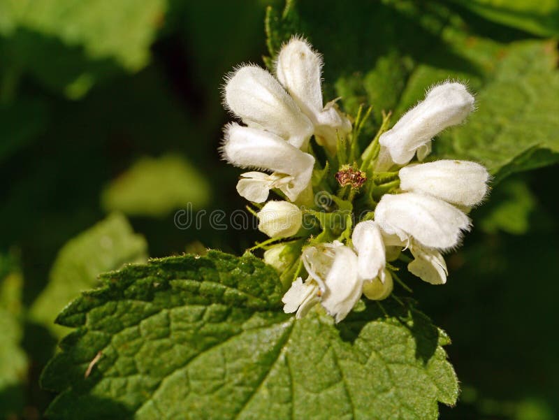 Subshrub, Plant, Bramble, West Indian Raspberry Picture. Image: 118154349