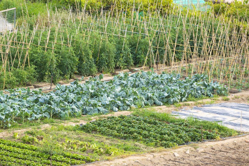 Subsistence Agriculture for Environmentally Friendly Grow. Ecological ...