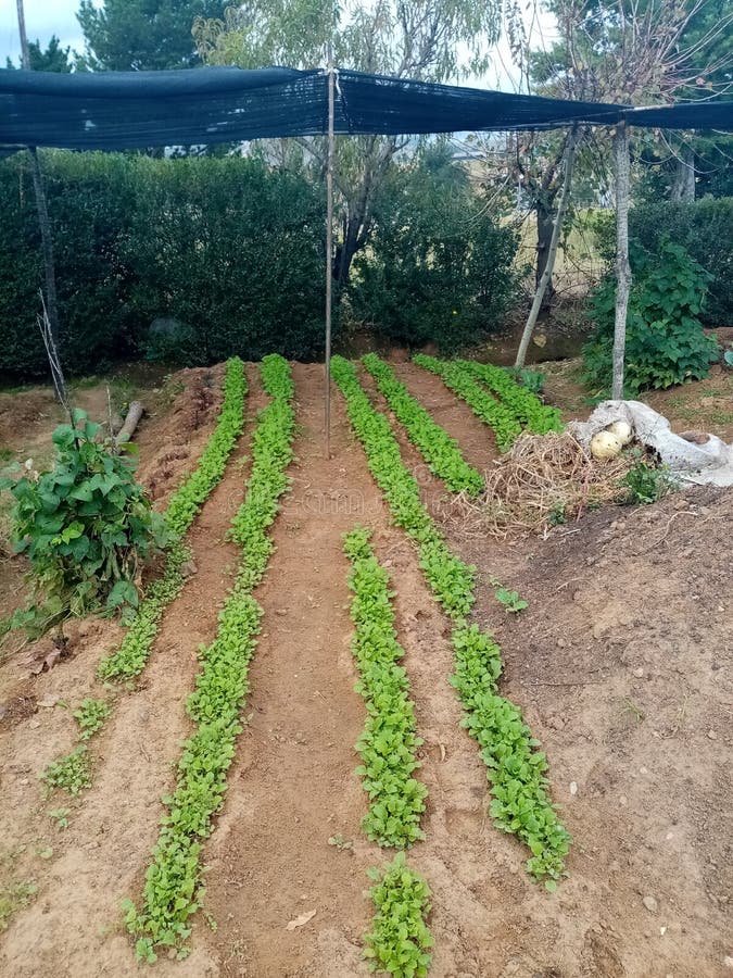Subsistence Crop Farming in Rural Areas Stock Image - Image of flower ...