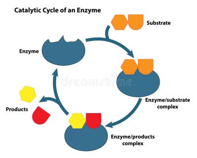 Enzyme Substrate Product Stock Illustrations – 63 Enzyme Substrate ...
