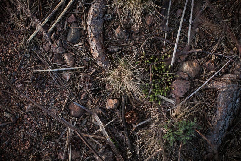 Substrate in the Forest stock photo. Image of pine, life - 139810870
