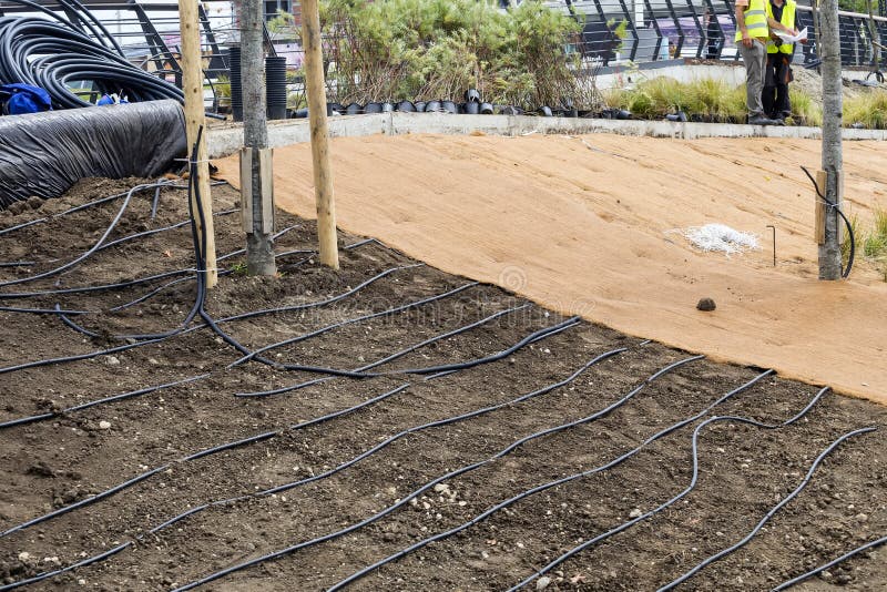 Subsurface Drip Irrigation for Plants Stock Photo - Image of grow ...