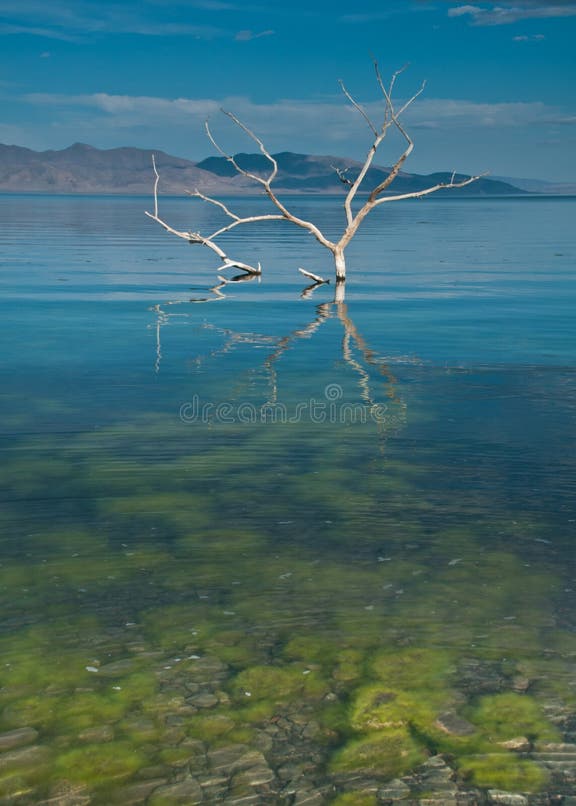 Subsurface pathway to tree stock image. Image of reflect - 24897083