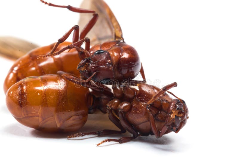 The subterranean ants stock image. Image of wild, wing - 54570953