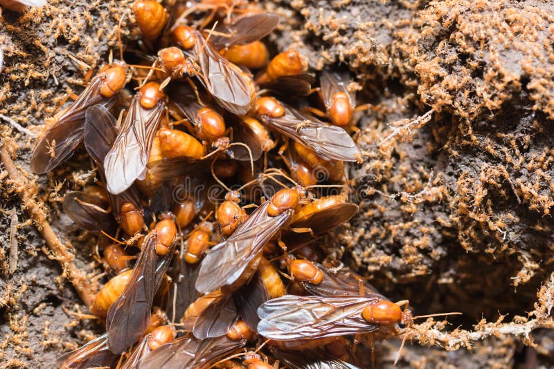 The subterranean ants stock image. Image of nature, habitat - 54570731