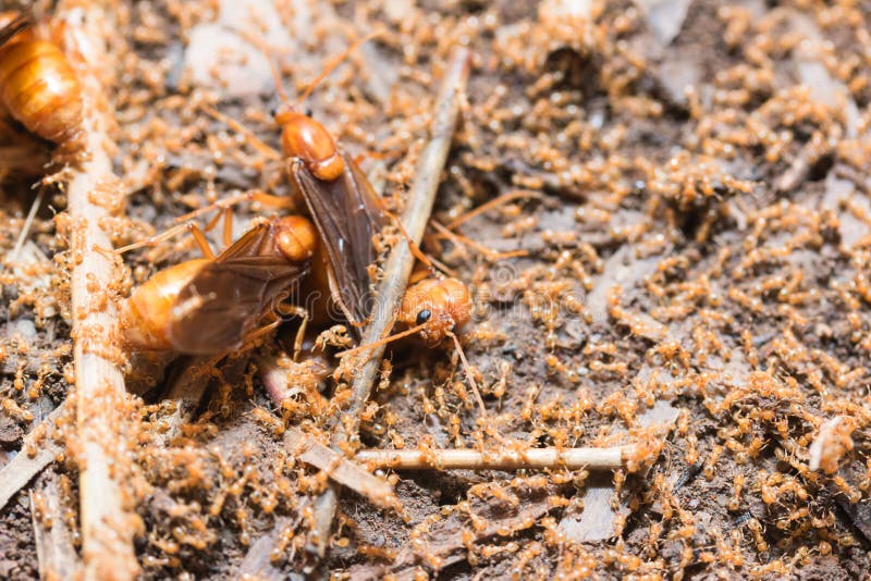 The subterranean ants stock image. Image of nature, habitat - 54570731
