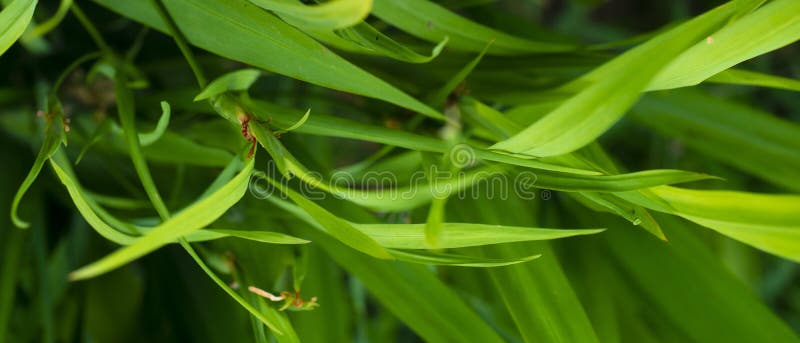 Subtle Abstract Blur Green Color Background Stock Photo - Image of ...