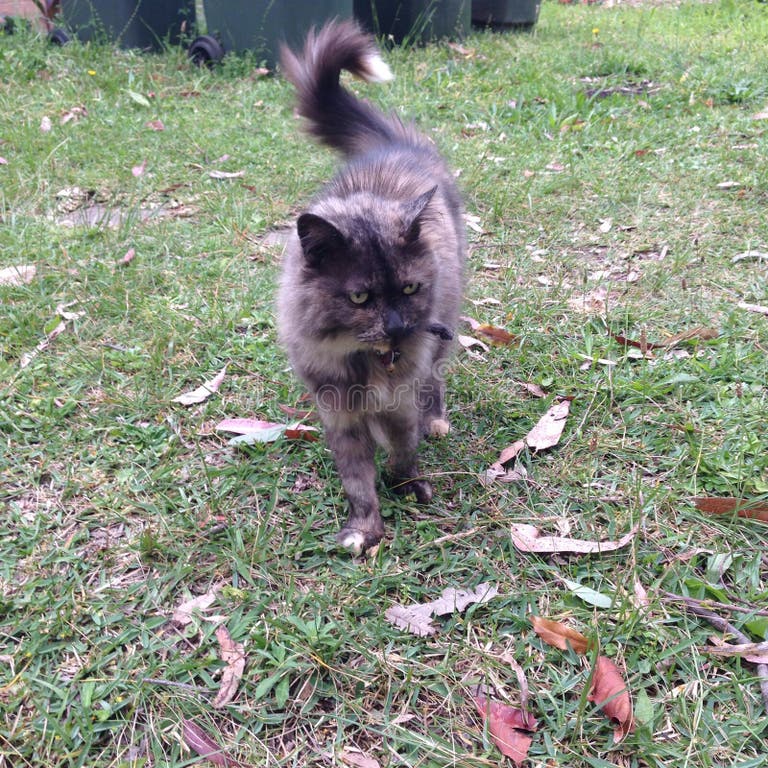 Subtle Approach stock photo. Image of approaching, approach - 80457160