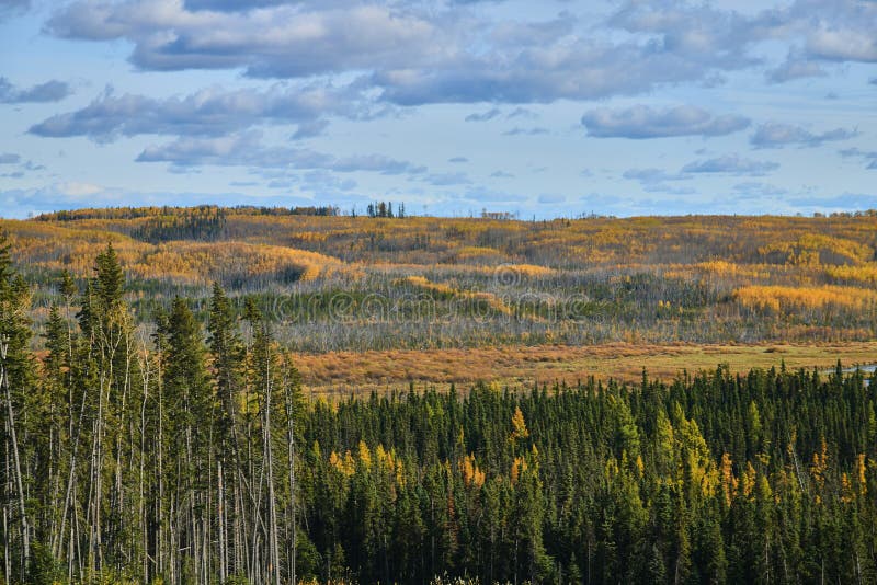 Subtle Autumn Colours Northern Alberta Canada Stock Photo - Image of ...