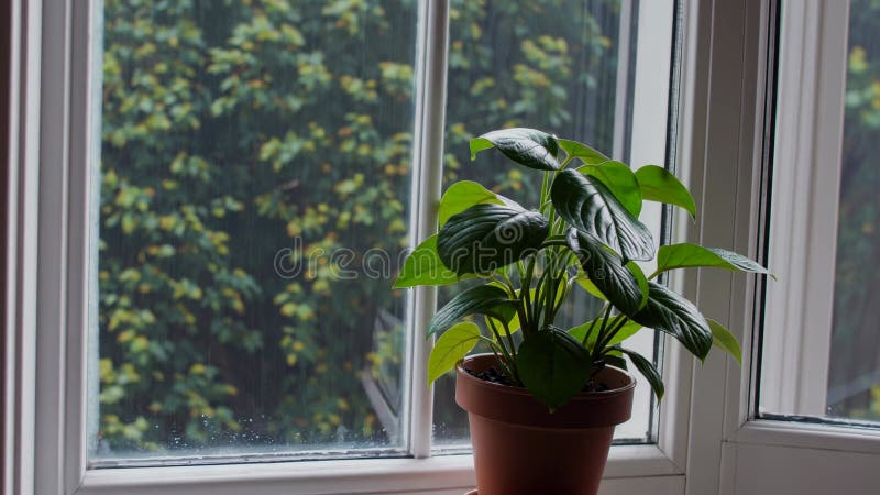 Soft Sunlight Illuminating Potted Greenery, Gradual Transformation Casting Serene Shadows Near ...