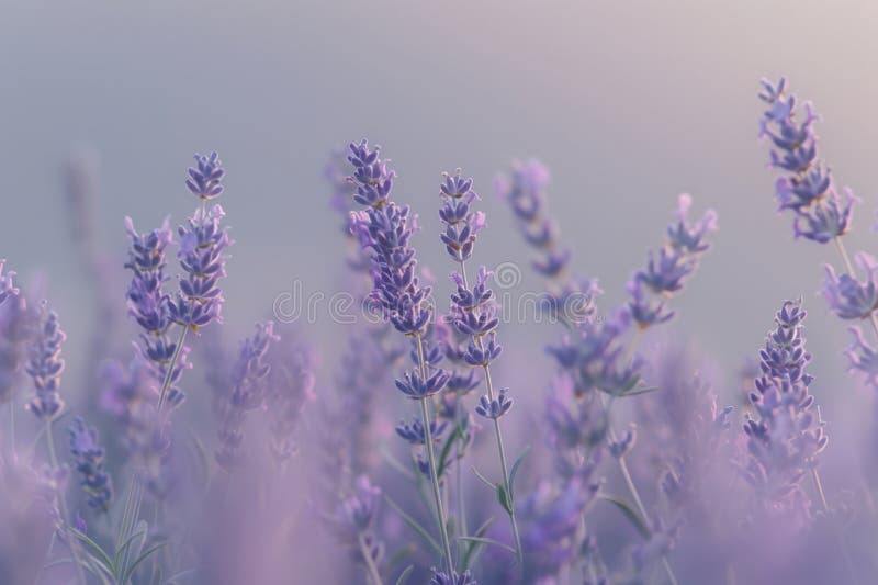 Subtle Lavender Backdrop stock illustration. Illustration of backdrop ...