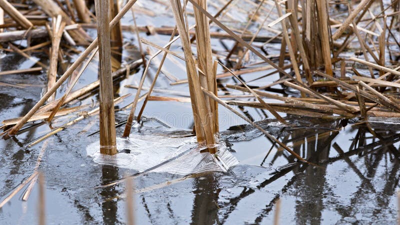 Subtle Spring Reflections and Ice Formations in Northern Wetland Pond ...