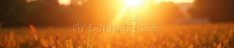 Subtle Sunburst, Diffused Light, Soft Vintage Aesthetic; Simple Lines ...