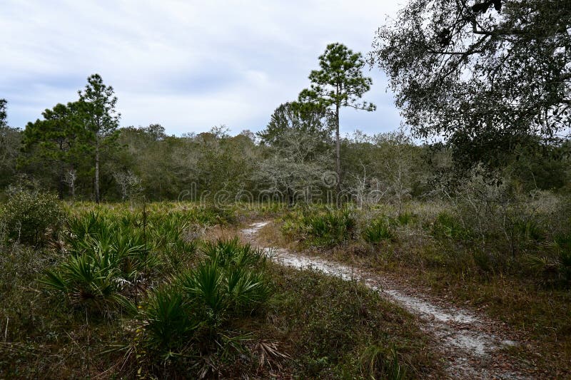 Subtropical Florida Landscape with White Sandy Path Stock Photo - Image ...