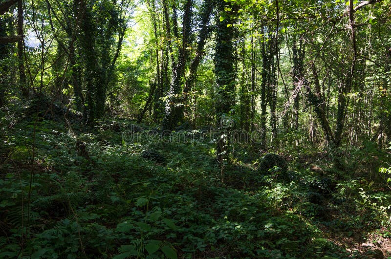 Subtropical forest stock photo. Image of subtropical - 117946664