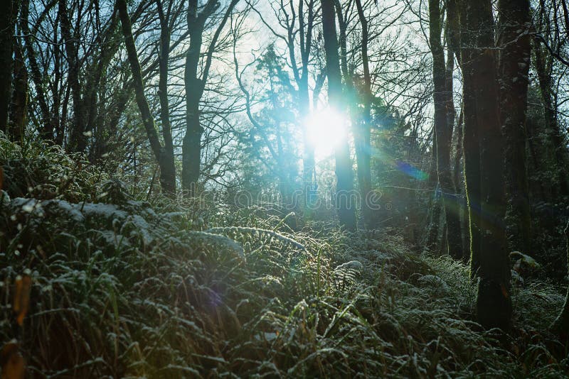 Subtropical Forest after Unexpected Snowfall Stock Photo - Image of ...