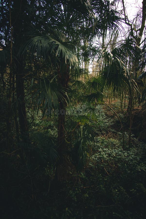 Subtropical Forest in Winter Stock Photo - Image of subtropical, garden ...
