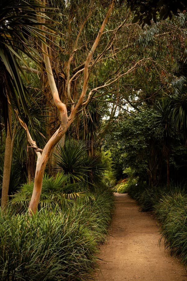Subtropical Gardens of Abbotsbury Stock Photo - Image of climate, tree ...