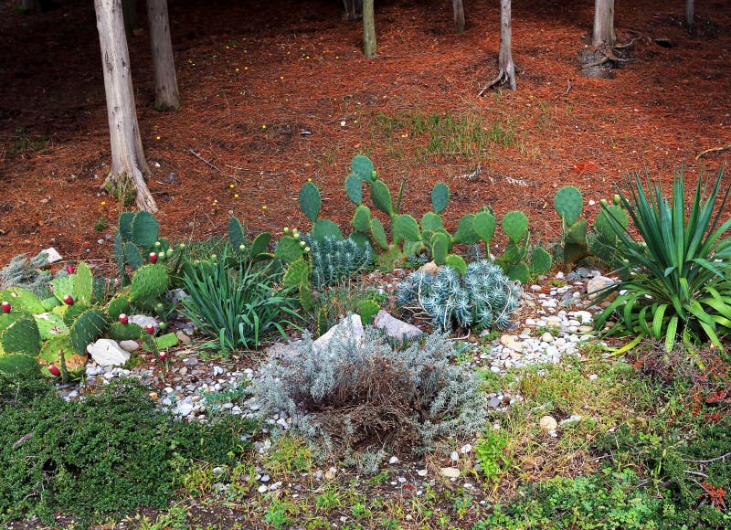 Subtropical plants stock image. Image of nature, gardening - 60810101