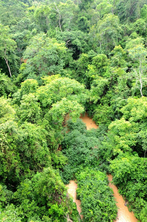 LIGHT ON FOLIAGE IN SUBTROPICAL FOREST Stock Photo - Image of trunks ...
