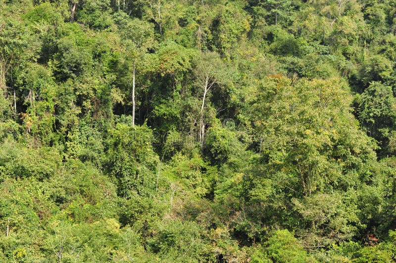 Cloud Forest in Ecuador 843531 Stock Photo - Image of nanegalito ...