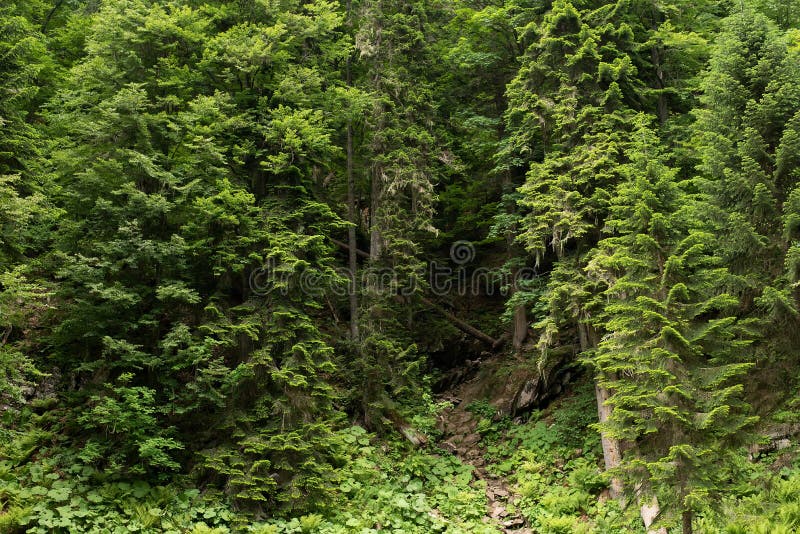 Subtropical Rain Green Forest with Many Trees Stock Photo - Image of ...
