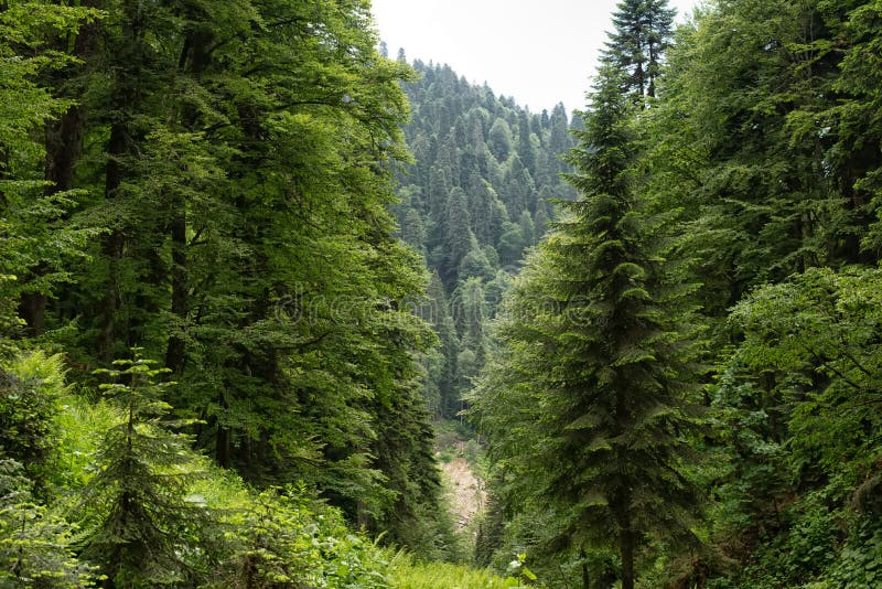 Subtropical Rain Green Forest with Many Trees Stock Image - Image of ...