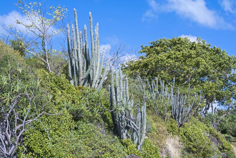 Subtropische Vegetation stockfoto. Bild von wild, hafen - 42104628