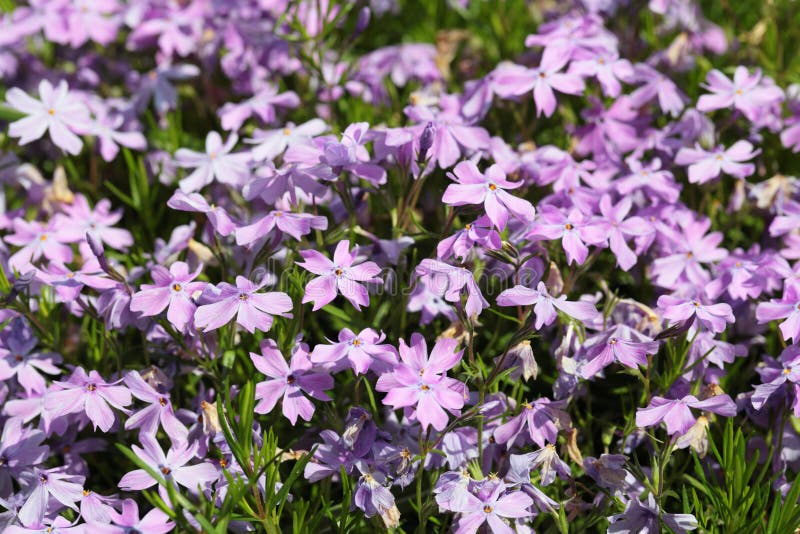 Phlox Subulata Rastejante Phlox Moss Phlox Moss Rosa Ou Das Montanhas ...