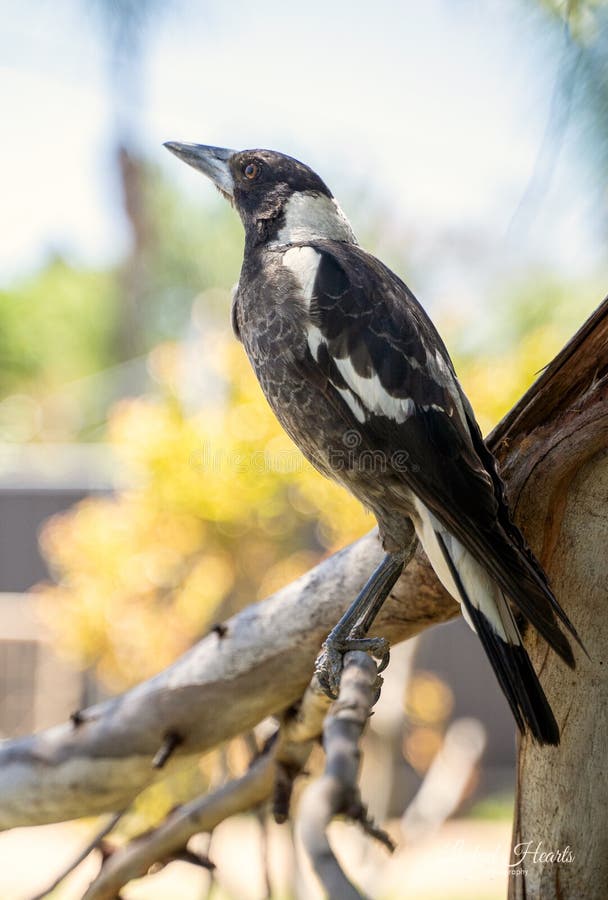 Suburban Australian Magpie stock photo. Image of australian - 251250926