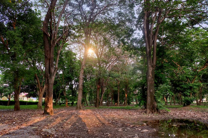 Suburban forest stock photo. Image of path, plant, leaves - 93408514