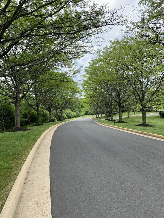 Suburban Forest and Road stock photo. Image of tree - 218865748
