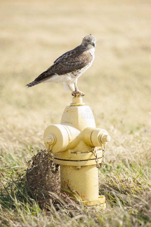 Suburban Hawk stock photo. Image of focused, hawk, nature - 62473244