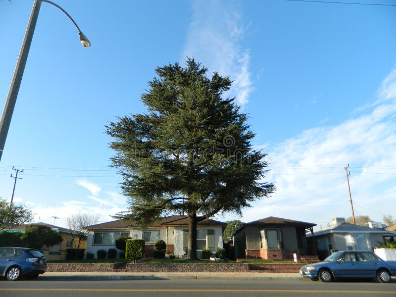 Suburban Tree stock photo. Image of glimmer, garden - 101316640