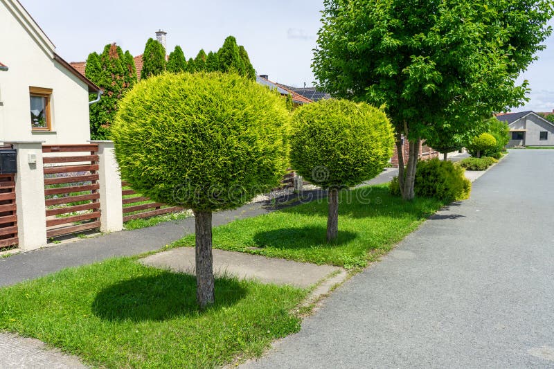 24,745 Tree Round Shape Stock Photos - Free & Royalty-Free Stock Photos ...