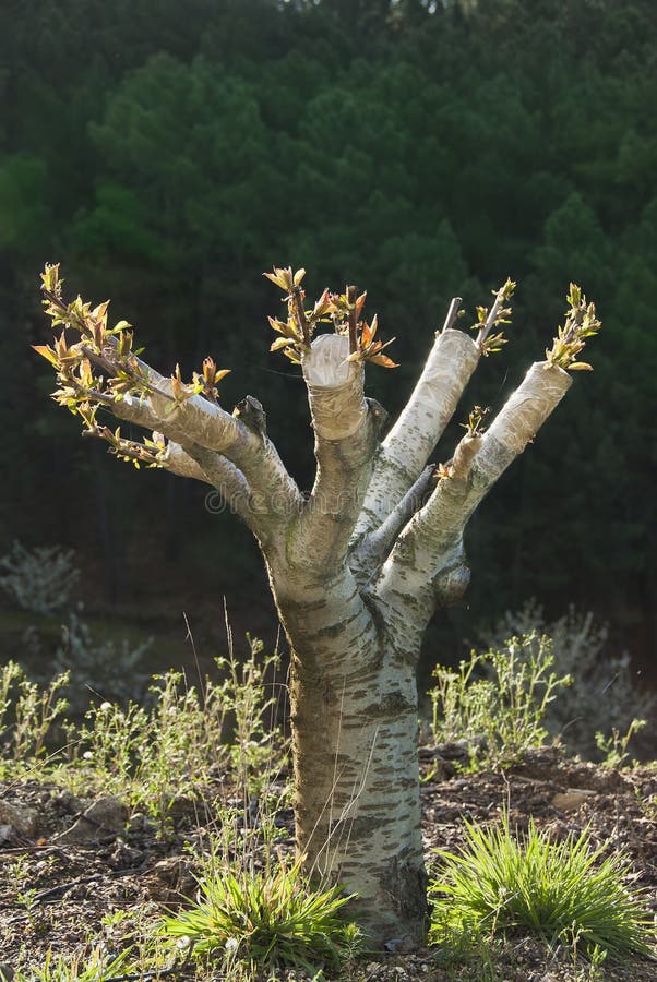 Successful cleft graft stock photo. Image of approach - 22878960