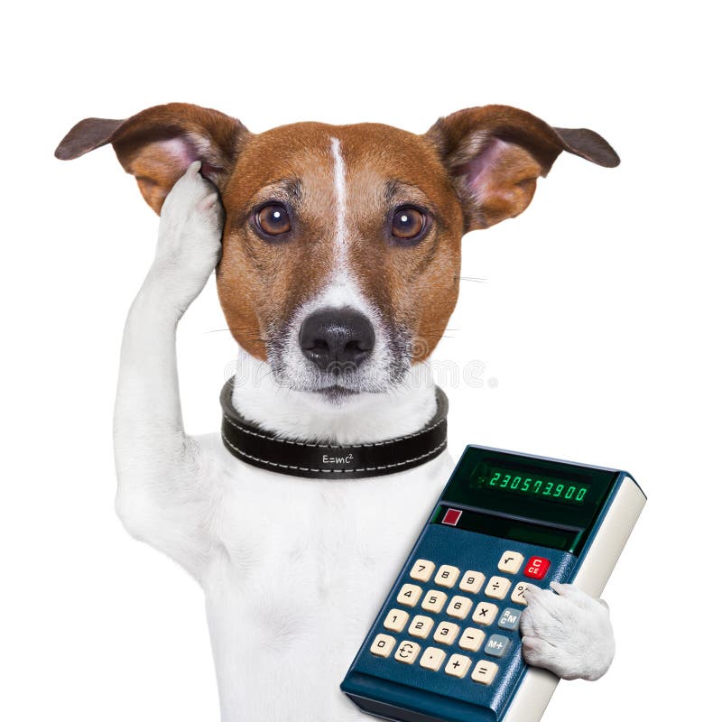 Successful dog accountant stock image. Image of count - 28710351