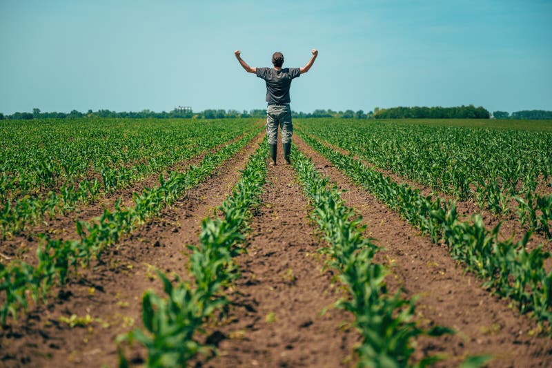 Successful Farmer Raising Hands in Victorious Pose in Corn Field Stock ...