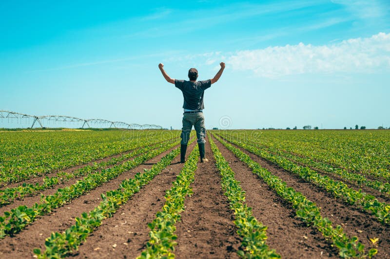 Successful Farmer Raising Hands in Victorious Pose in Soybean Field ...