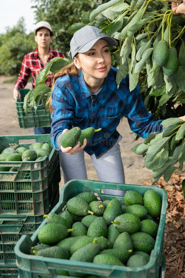 Successful Female Gardener with Ripe Avocado in Orchard Stock Image ...