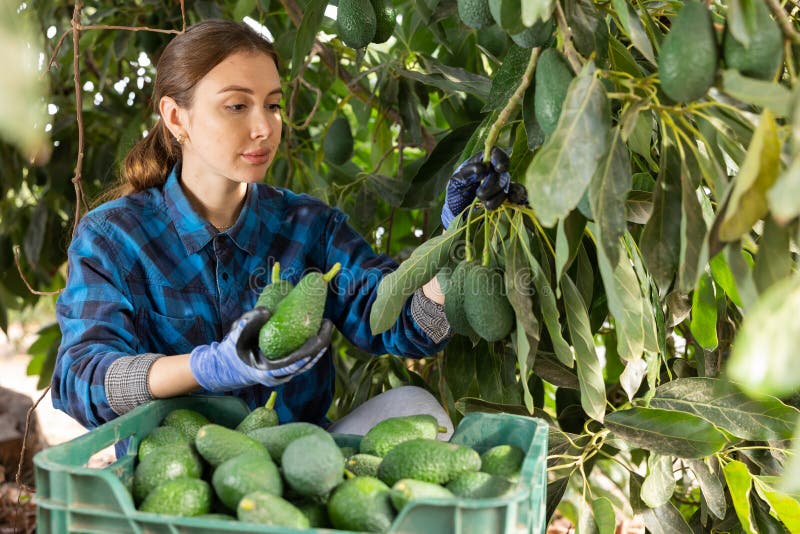 Successful Female Gardener with Ripe Avocado in Orchard Stock Image ...