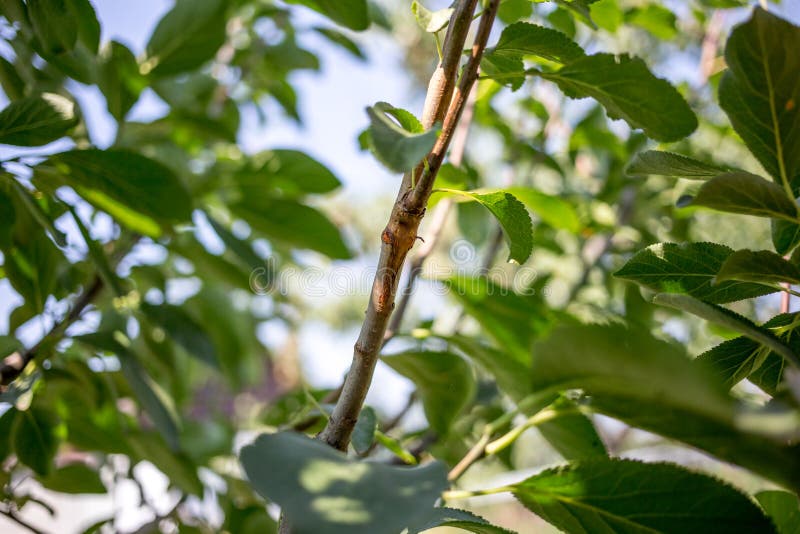 Successful Graft on the Tree Branch Stock Photo - Image of life, botany ...